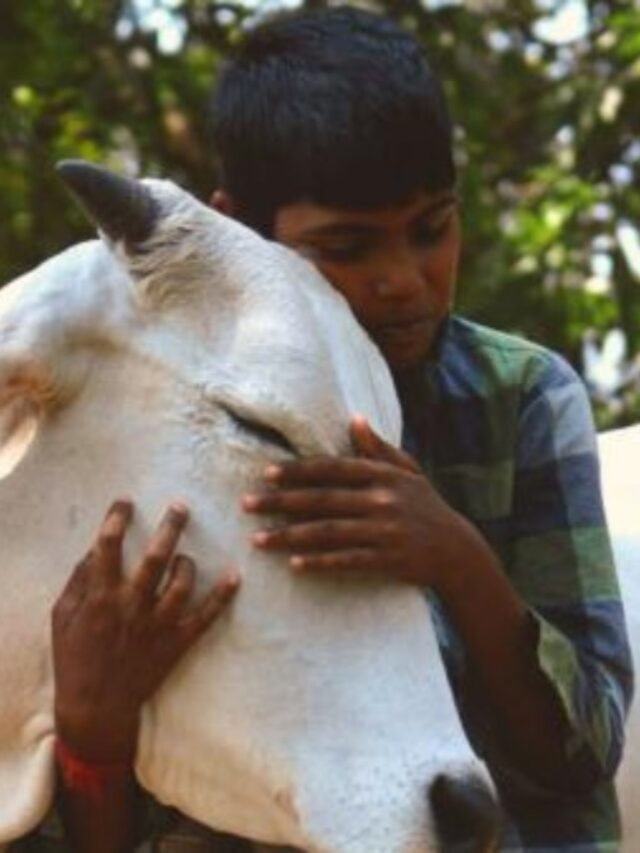 All you need to know about the comfort of cow hugging