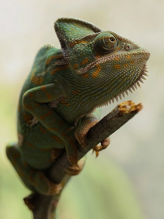 7 Animals That Can Change Colors