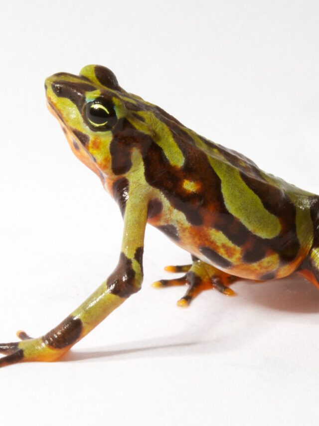 7 Animals That Die After Giving Birth