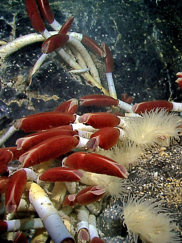 7 Animals That Live Near Volcanoes