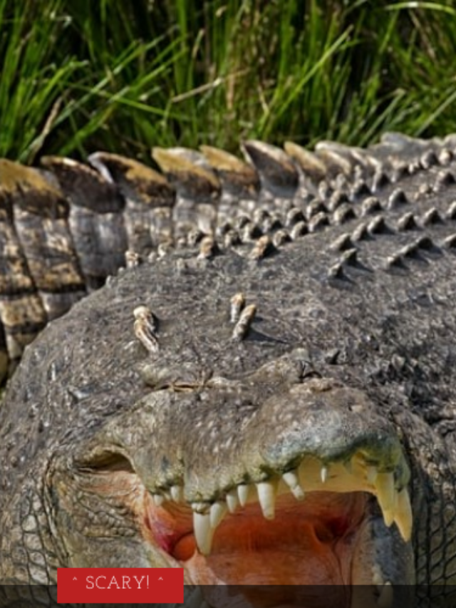 Video: Not Florida, this is Rajasthan. And that's a crocodile on the road!