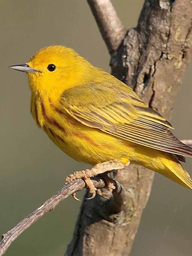 Top 10 Cutest Birds in the World