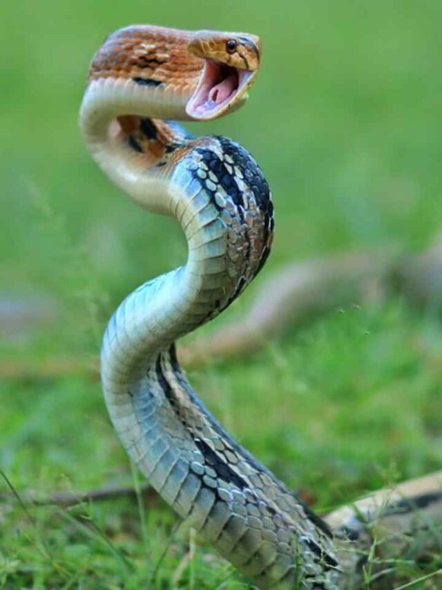 क्यों सांपों को आज तक पालतू जीव नहीं बना पाए इंसान?