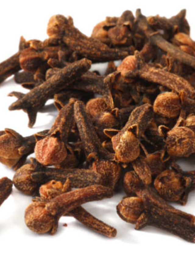 மருத்துவ குணம் உள்ள கிராம்பு செடியை வீட்டிலேயே வளர்க்க முடியுமா?