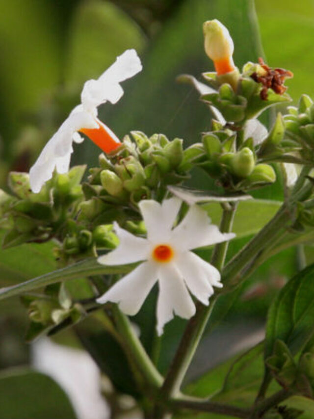 பாரிஜாத மரம் வீட்டில் வளர்க்கலாமா?