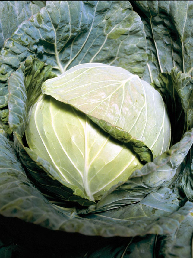 நார்ச்சத்து மிகுந்த முட்டைகோஸின் மருத்துவ பயன்கள்..!!