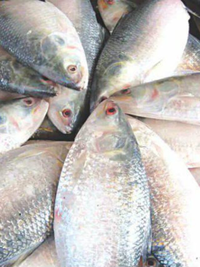 ஃபார்மலின் கலந்த மீன்களை உட்கொள்வதால் ஏற்படும் பாதிப்புகள்..!!