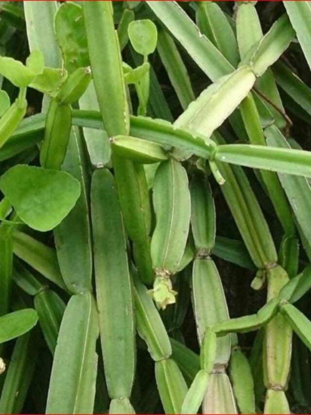 பிரண்டையில் உள்ள மருத்துவம்!