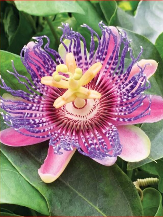 இயற்கை தந்த அதிசய மலர்கள்!