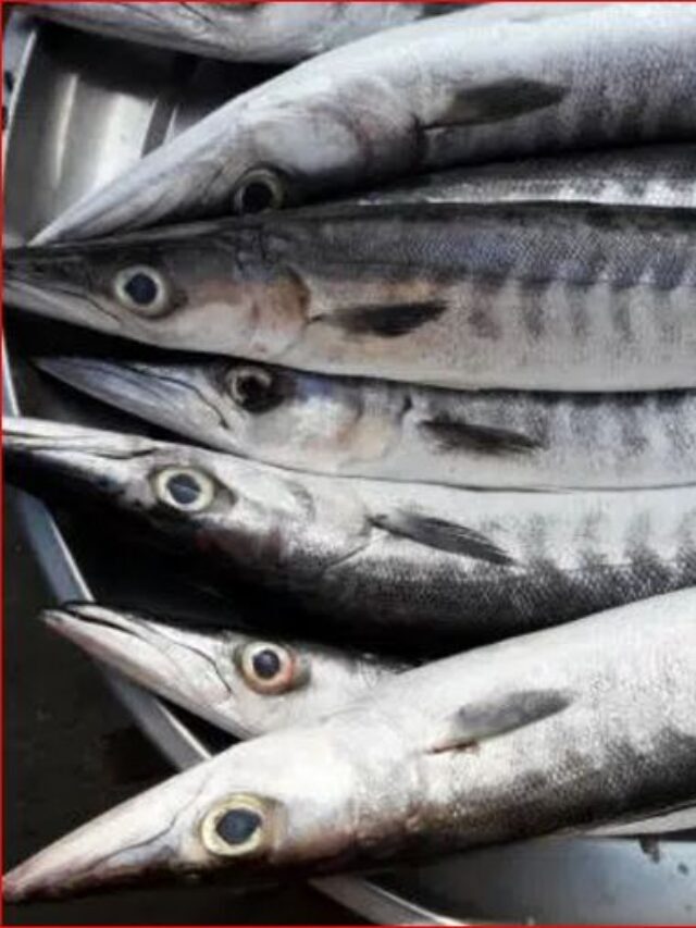 மீன்களில் கொழுப்பு குறைந்த ஊளி மீன்...சிறந்த மருத்துவ குணங்கள் என்னென்ன?