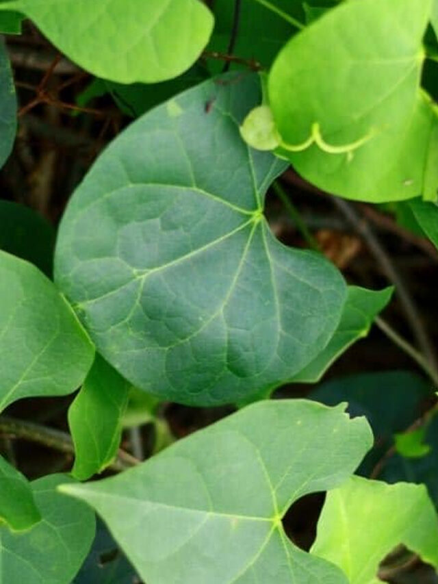 உடலிலுள்ள நச்சுக்களை வெளியேற்ற உதவும் மூலிகை சீந்தலின் நன்மைகள்..!!