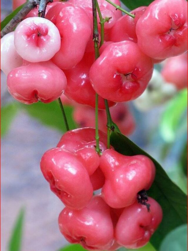 பன்னீர் ஆப்பிளில் உள்ள நன்மைகள்!