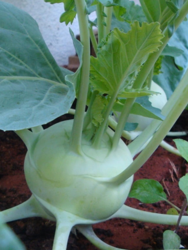 நூல்கோல் சாப்பிட்டிருக்கிறீர்களா..? வயதானவர்களுக்கு பெரிதும் உதவக்கூடிய ...