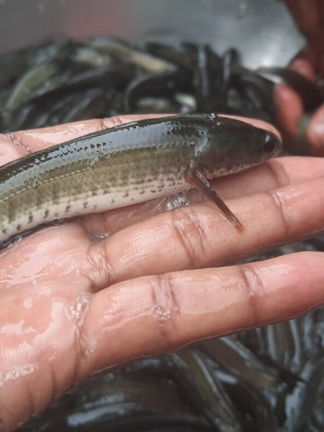 மீனில் ஃபார்மலின் கலந்திருப்பதை எவ்வாறு கண்டறிவது..?