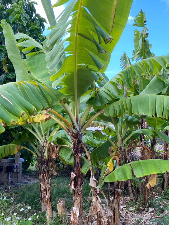 வீட்டில் வாழை மரத்தை எந்த திசையில் நட்டு வைத்தால் செல்வம் செழிக்கும்..?