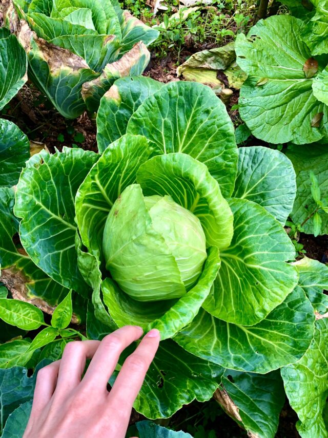 ಅತಿ ಹೆಚ್ಚು ಎಲೆಕೋಸು(Cabbage) ಬೆಳೆಯುವ ಟಾಪ್ ರಾಜ್ಯಗಳಿವು